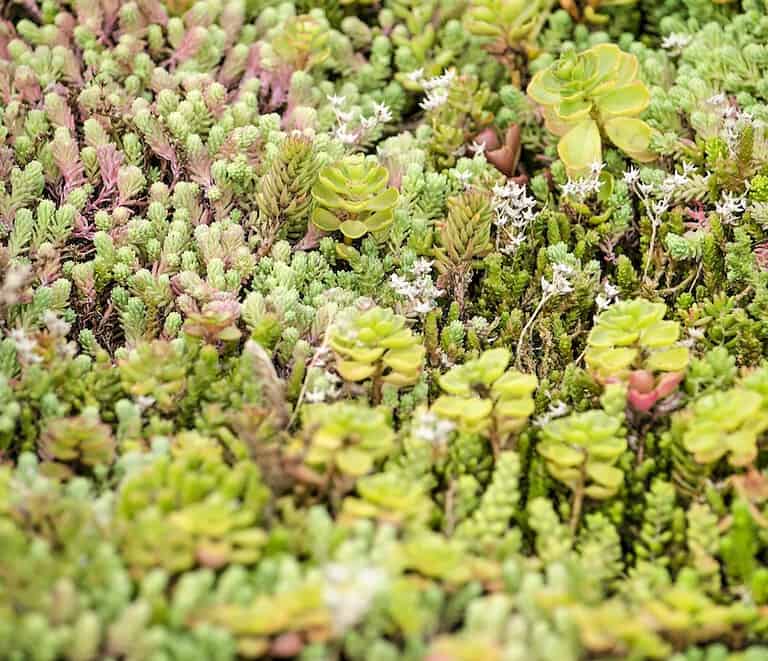 Grønt tag med sedum: Hvad koster det? Priser & opbygning [2025]